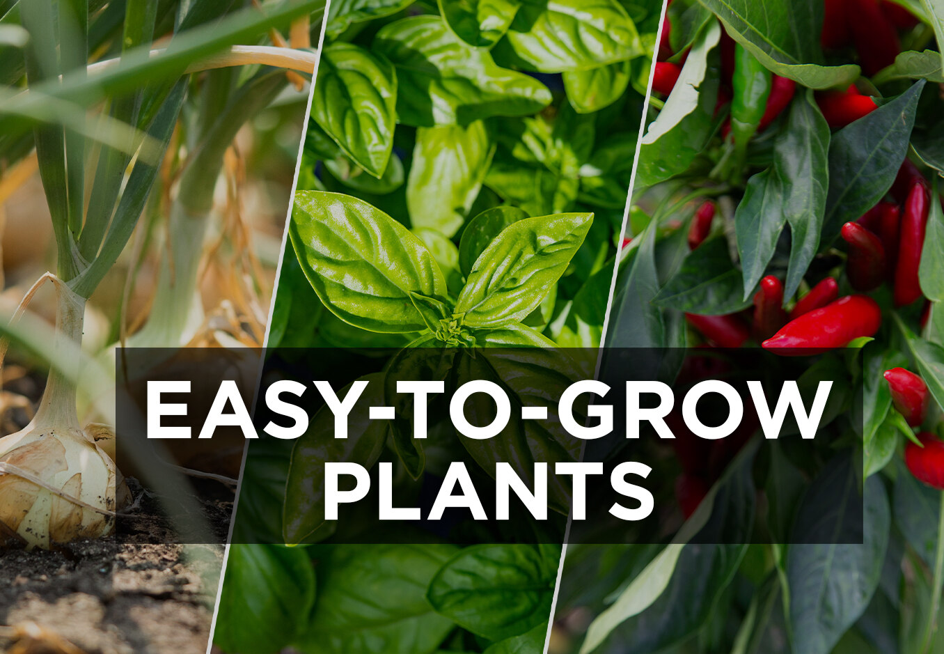 What plants can you grow at home? - English - Wonder Corporation